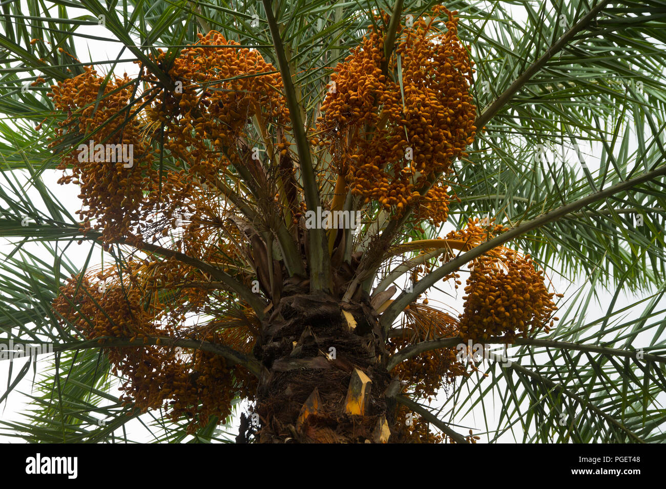 Bunches of ripe dates growing on date palm tree. Dhaka, Bangladesh ...