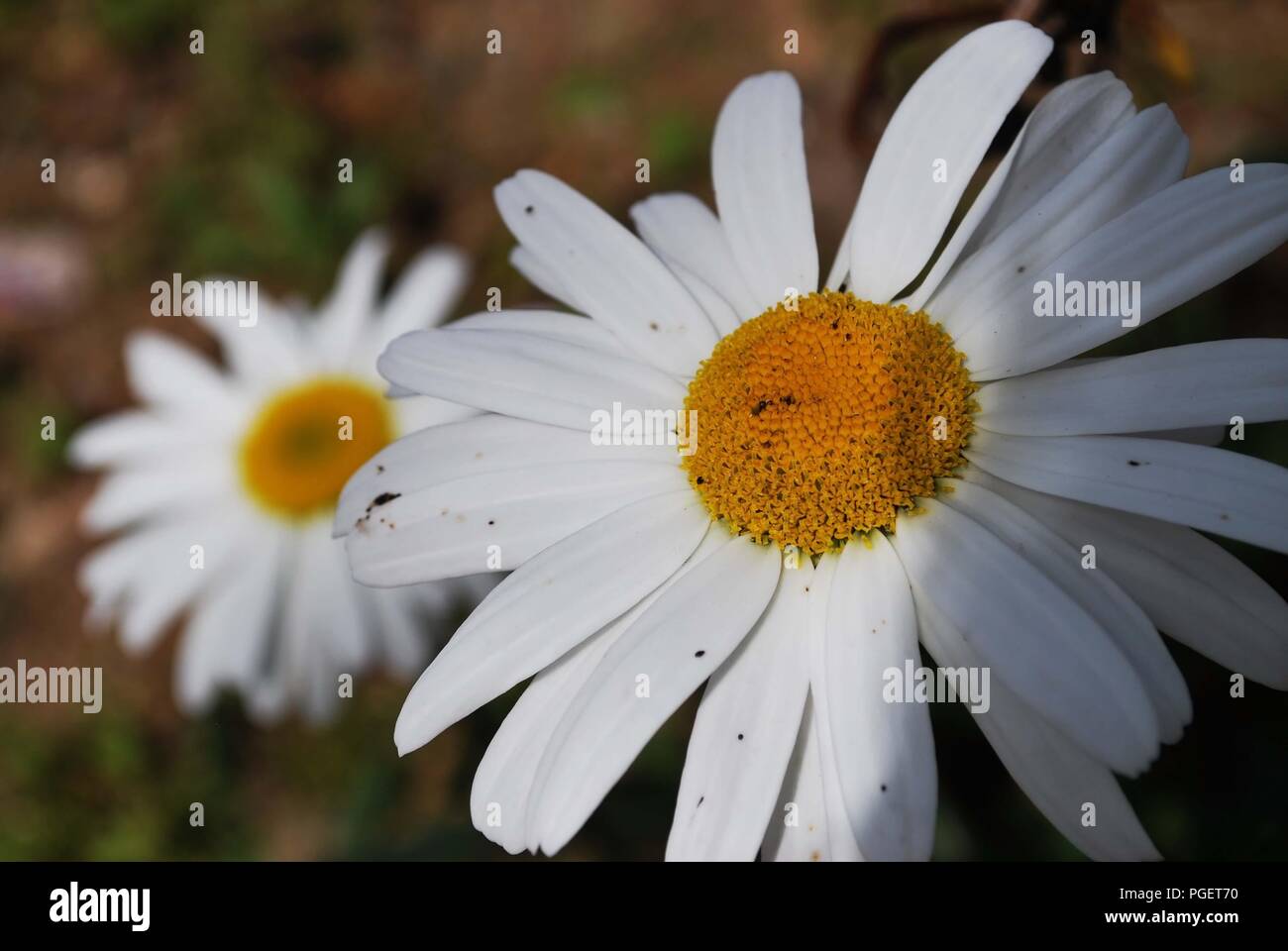 Sabah flower hi-res stock photography and images - Alamy