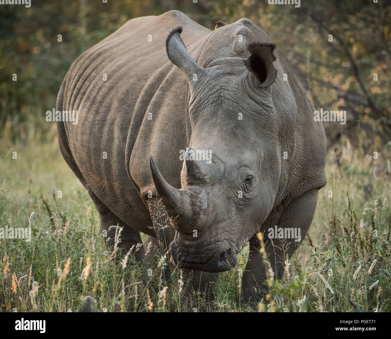 White rhino front view hi-res stock photography and images - Alamy