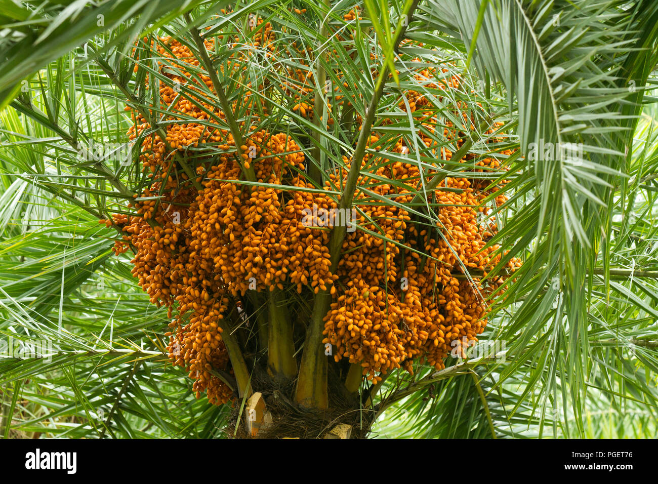 Date palm tree hi-res stock photography and images - Alamy