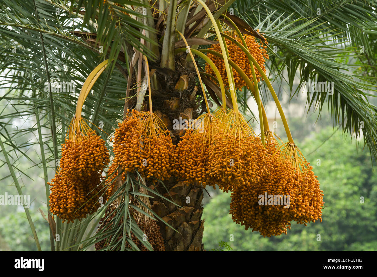 Bunches of ripe dates growing on date palm tree. Dhaka, Bangladesh ...