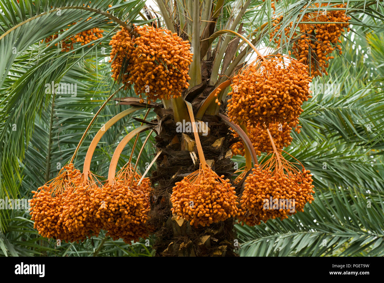 Date palm tree hi-res stock photography and images - Alamy