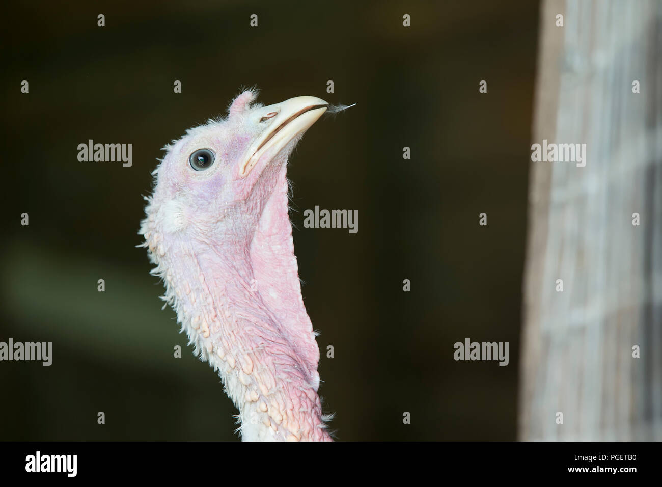 Close-up turkey bird head Stock Photo - Alamy