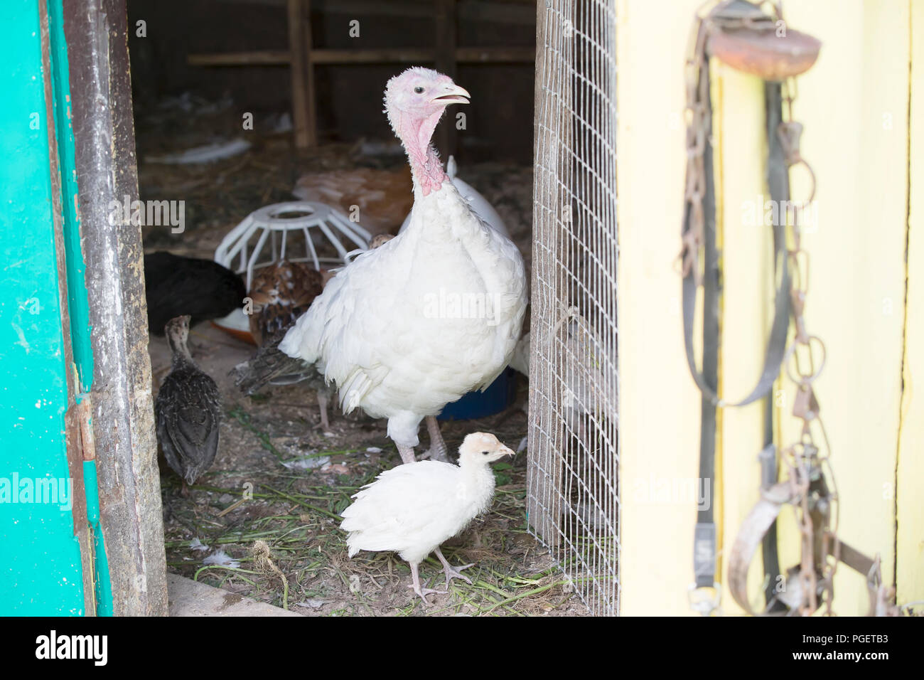 Bird turkey with a small turkey near the enclosure Stock Photo - Alamy