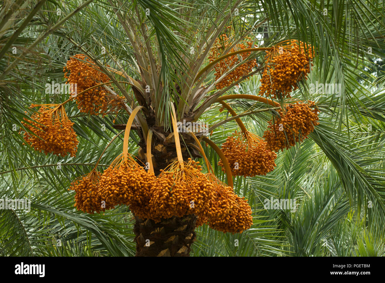 Bunches of ripe dates growing on date palm tree. Dhaka, Bangladesh ...