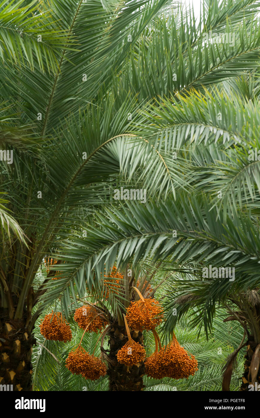 Bunches of ripe dates growing on date palm tree. Dhaka, Bangladesh ...