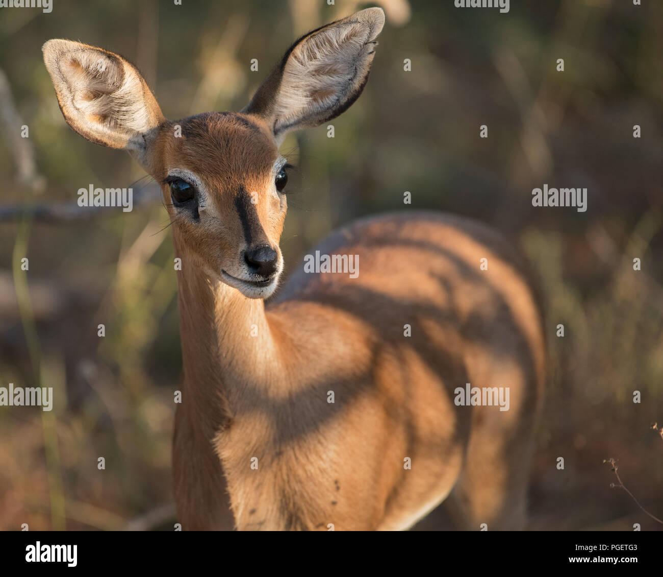 Large african antelope hi-res stock photography and images - Alamy