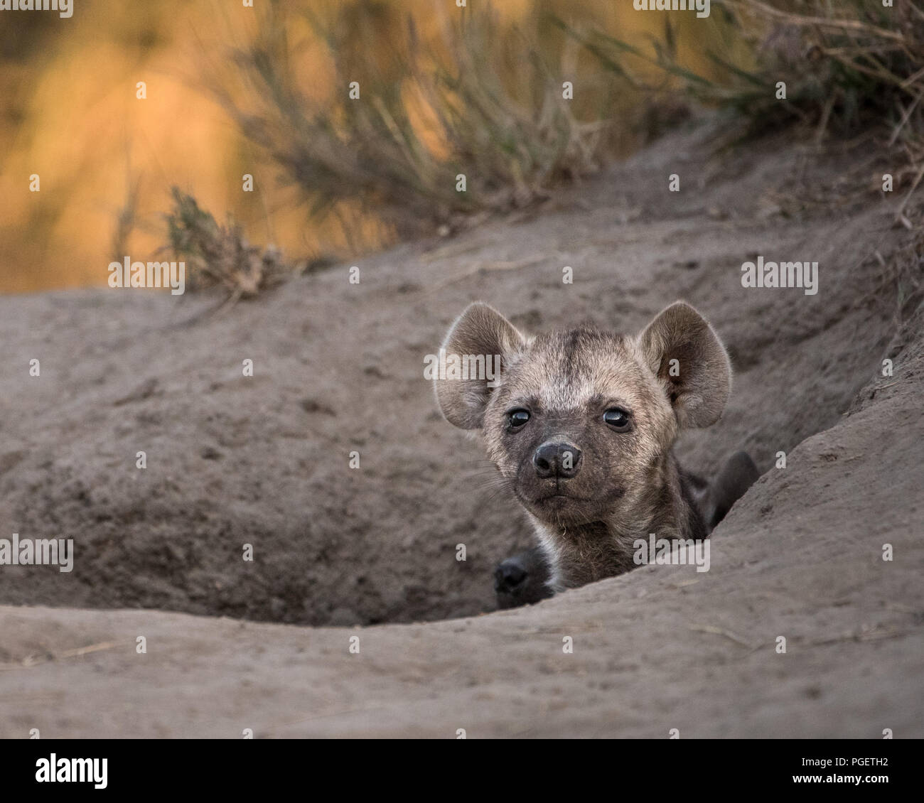 Spotted hyena pup hi-res stock photography and images - Alamy