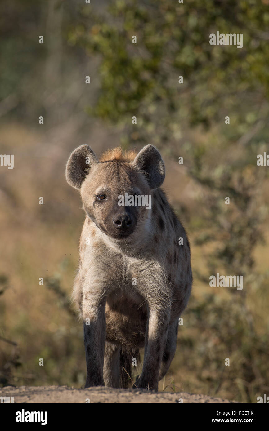 Front view of Spotted Hyena running toward the camera Stock Photo - Alamy