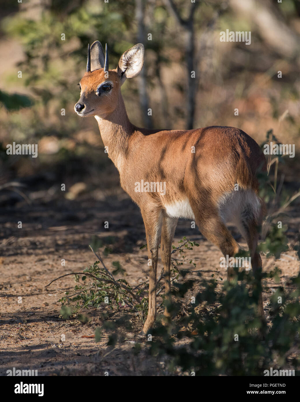 Male Steenbok Antelope standing in a clearing as it watchfully looks ...