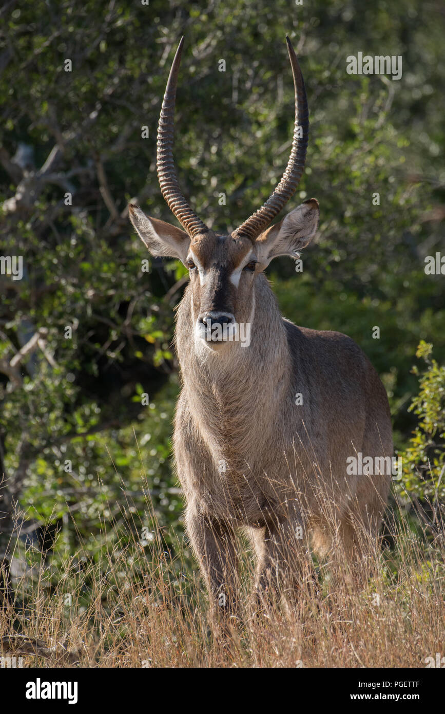 Large animal horns hi-res stock photography and images - Alamy