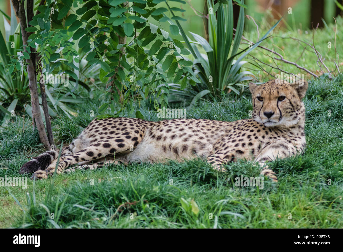 Vivant sauvage hi-res stock photography and images - Alamy