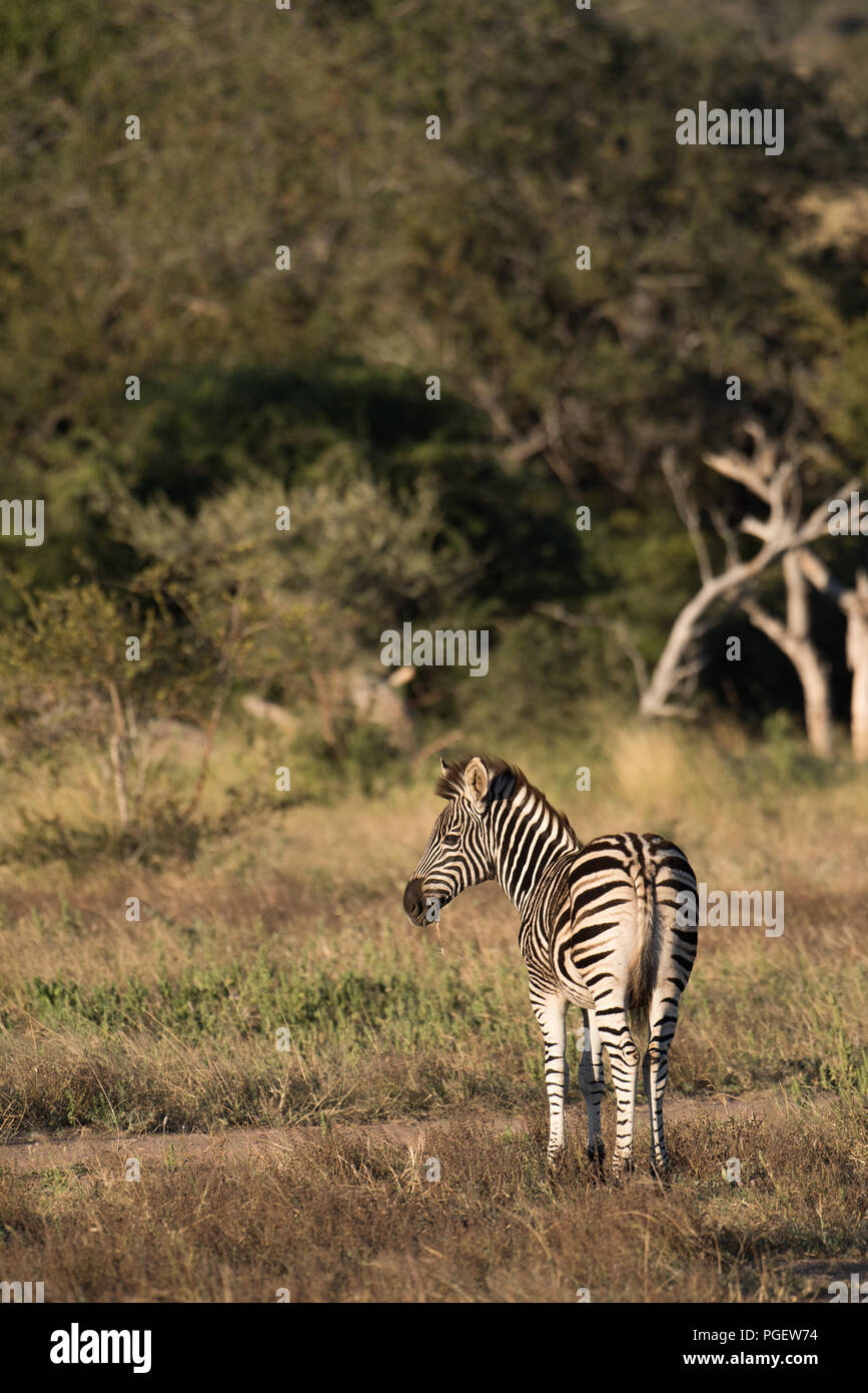 Zebra Rear View High Resolution Stock Photography and Images - Alamy