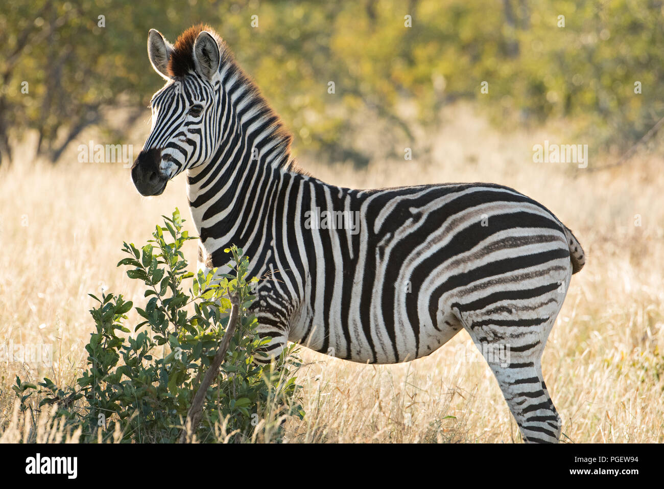 Side view of an alert Zebra watching for predators Stock Photo - Alamy