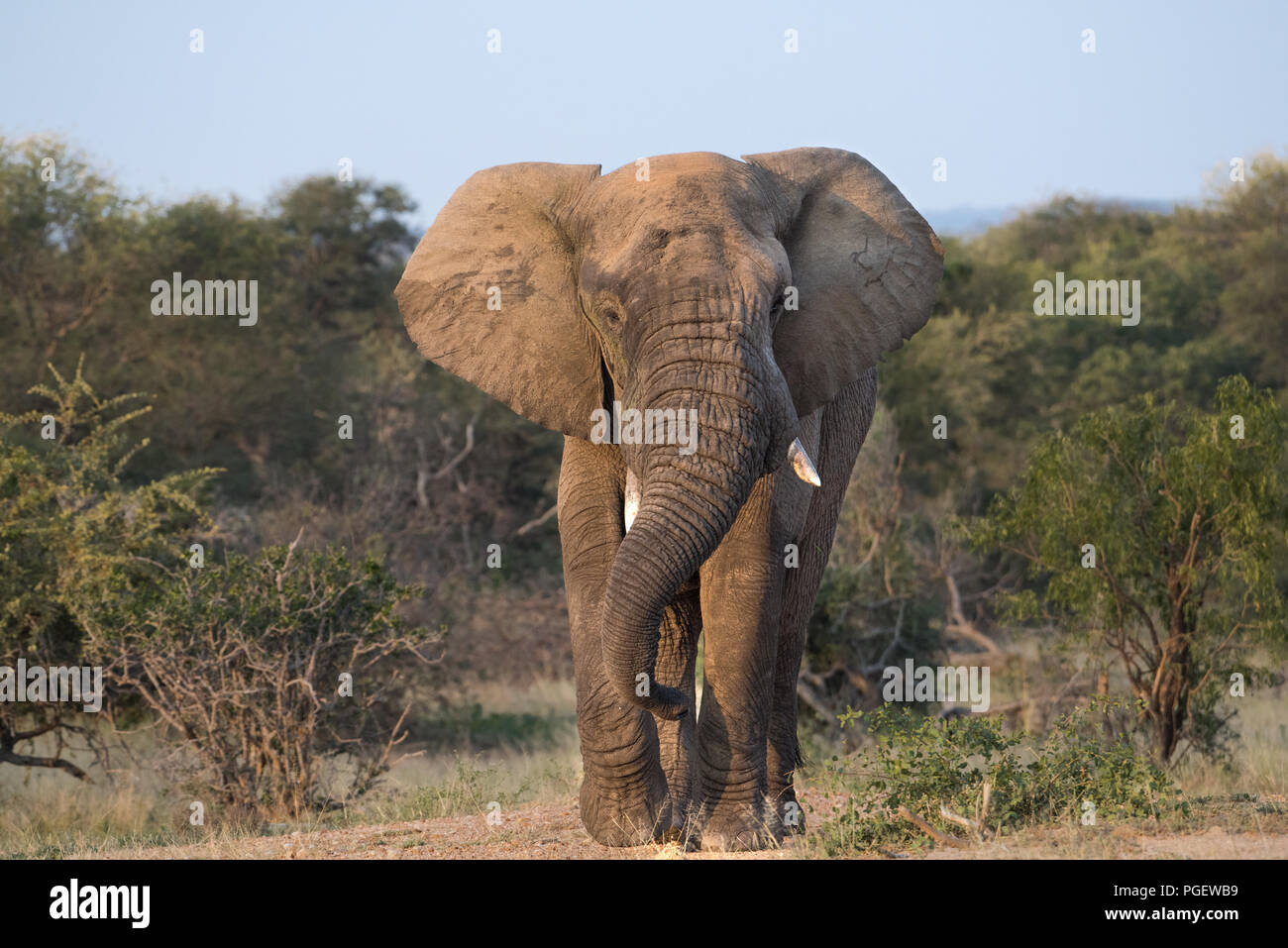 Walking Elephant Front