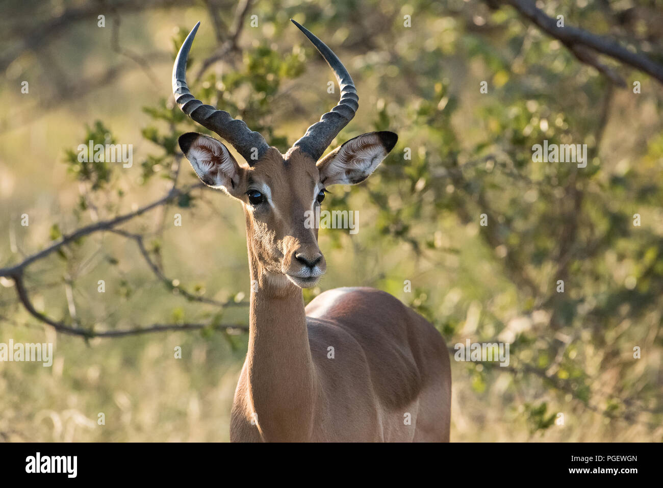 Frontal views hi-res stock photography and images - Alamy