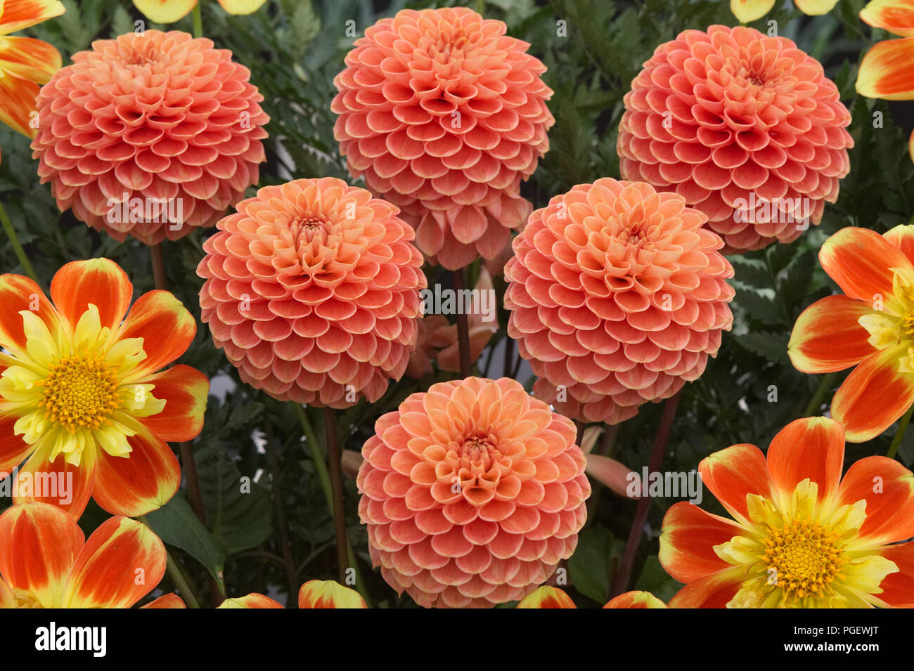 Dahlia, Oakwood Naranga display Stock Photo - Alamy