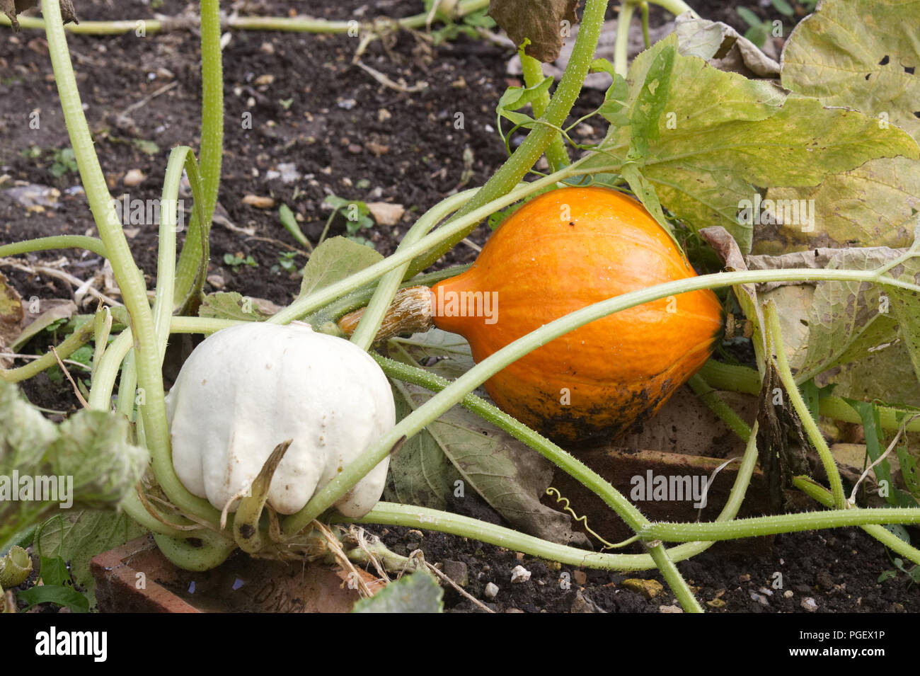 winter squash and pumpkins growing in an allotment Stock Photo - Alamy