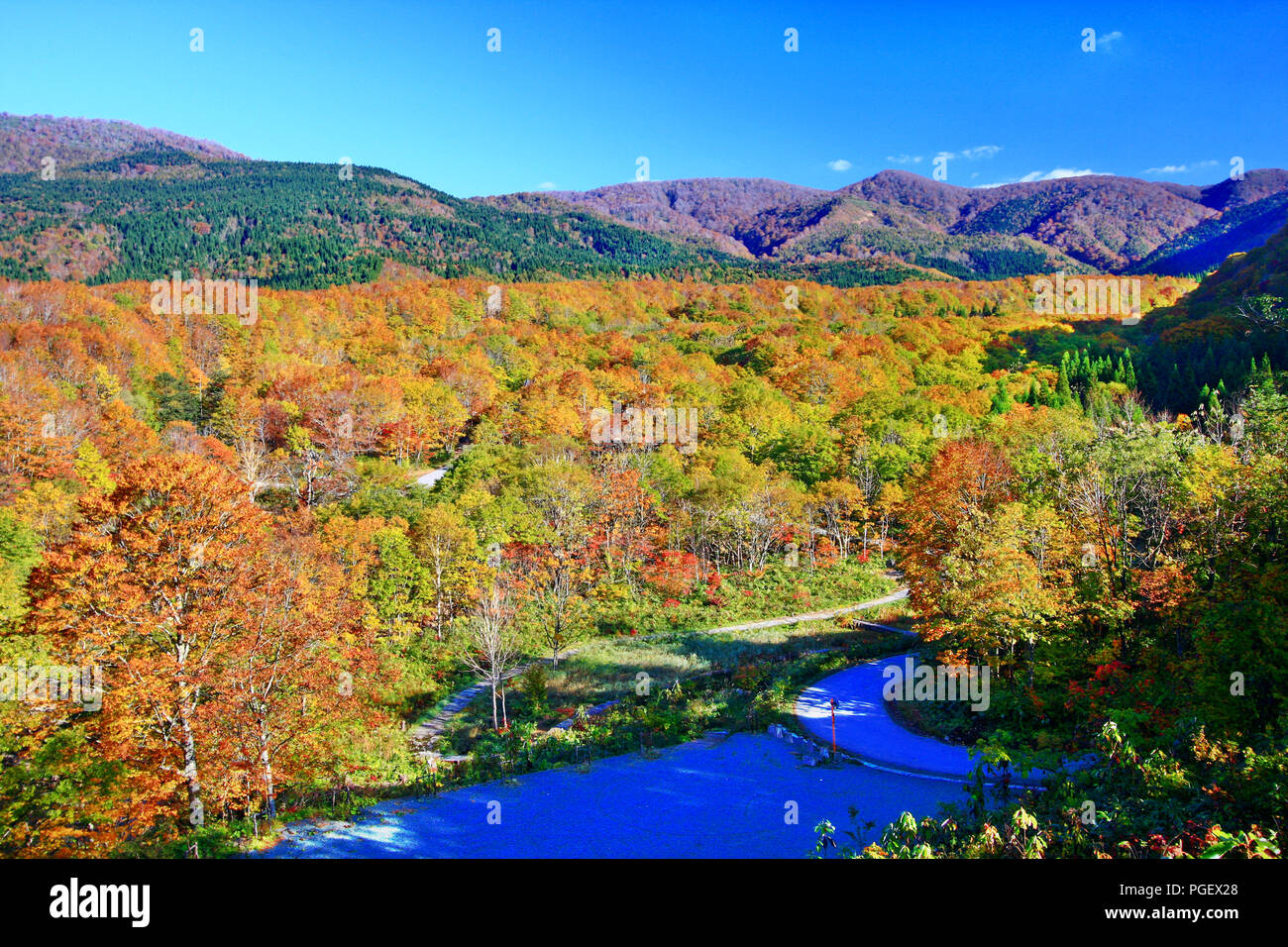 Colorful autumn forest with fallen foliage on Nyuto Onsenkyo walking ...