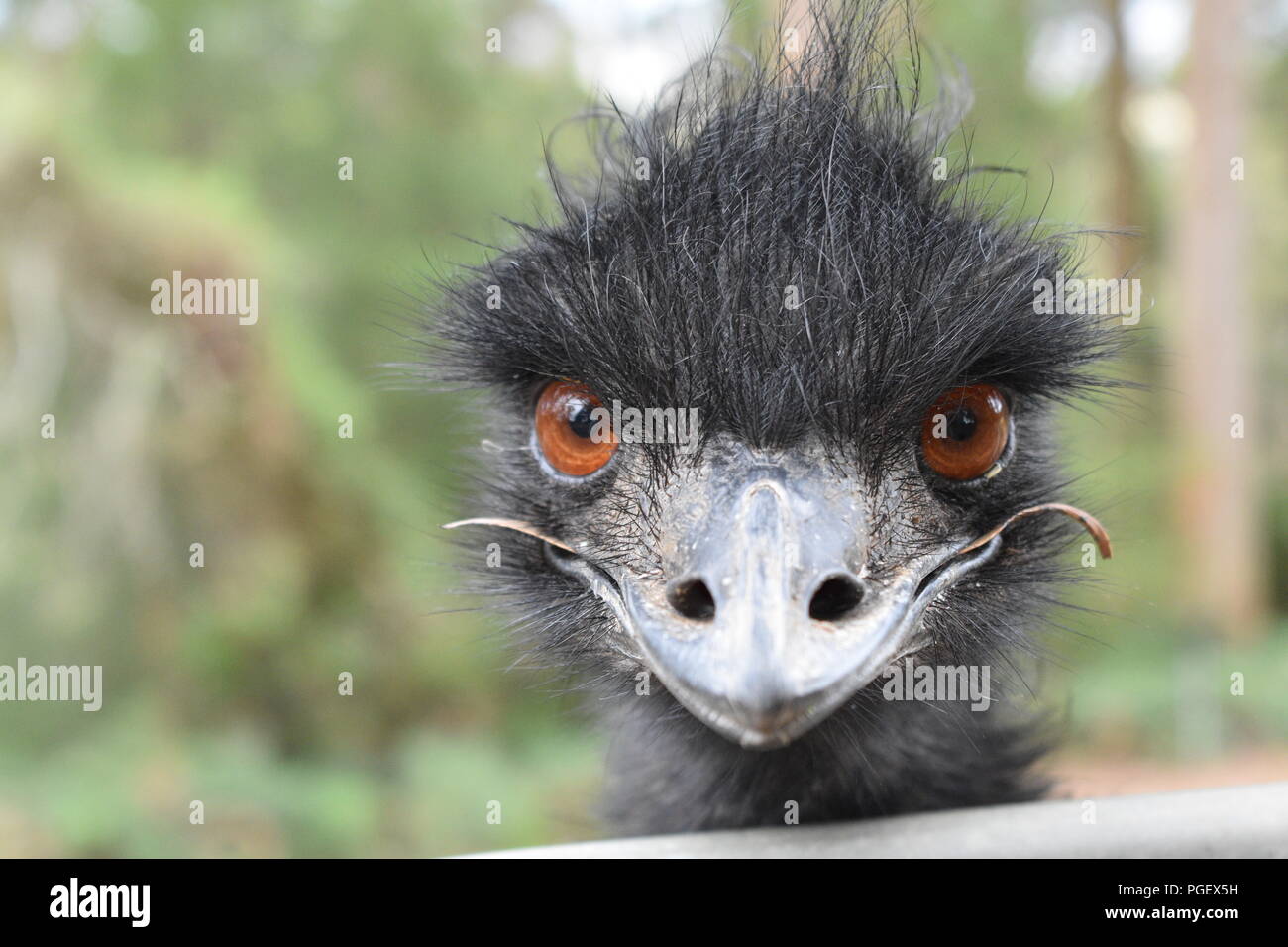 Scary emu australia hi-res stock photography and images - Alamy
