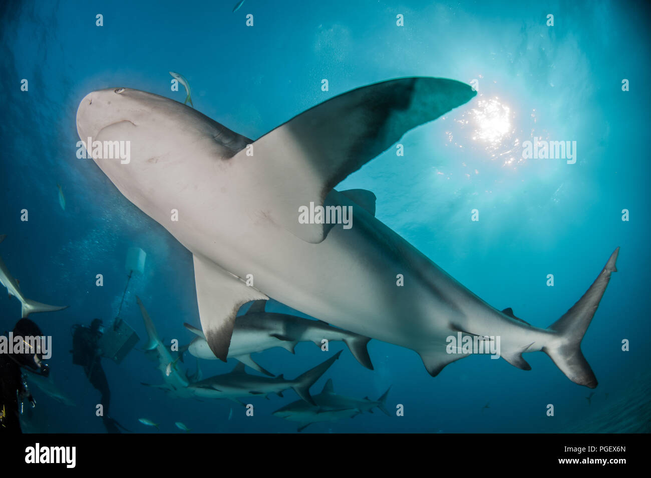 Picture shows a Caribbean reef shark at the Bahamas Stock Photo - Alamy