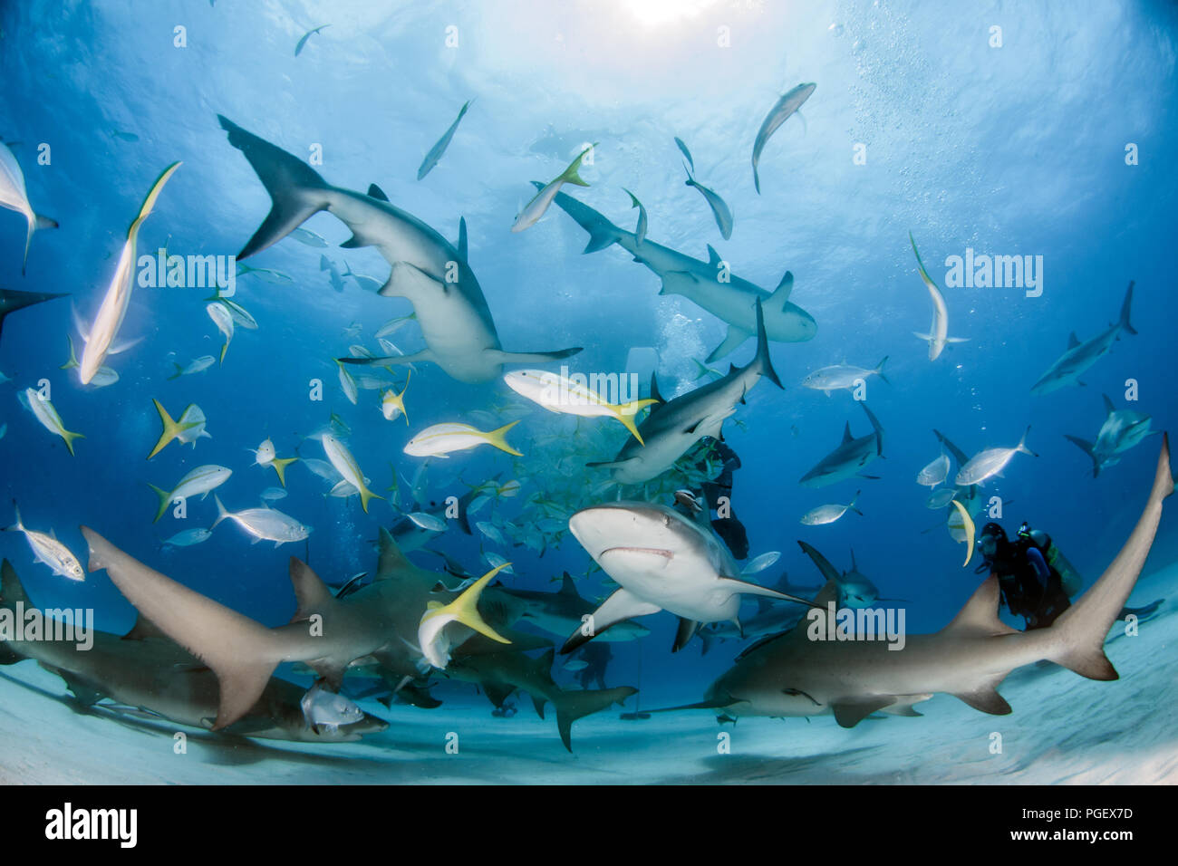Picture shows a Caribbean reef sharks and lemon sharks at the Bahamas ...