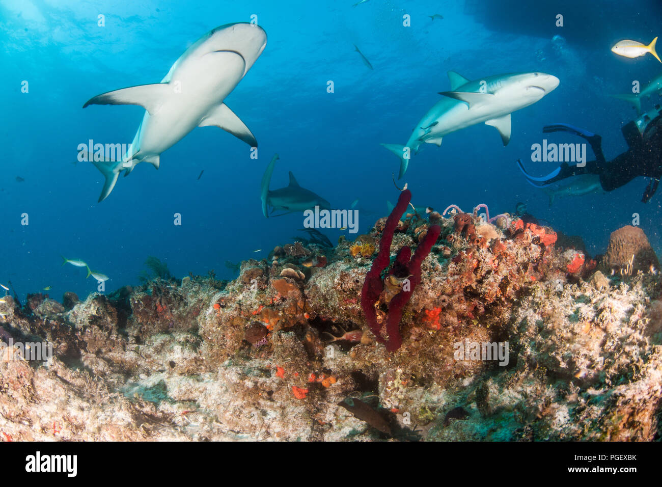 Picture shows a Caribbean reef shark at the Bahamas Stock Photo - Alamy