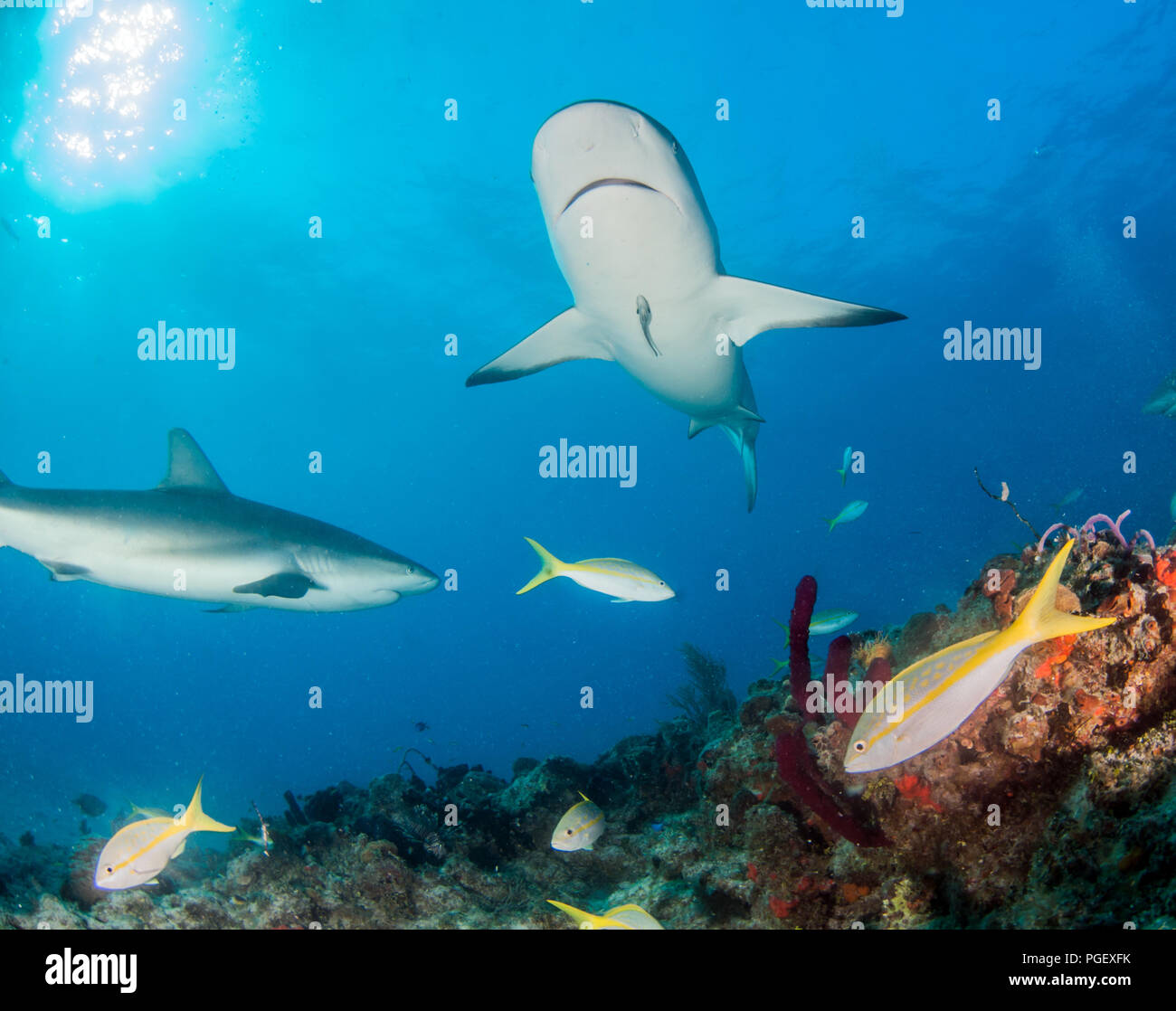 Picture shows a Caribbean reef shark at the Bahamas Stock Photo - Alamy