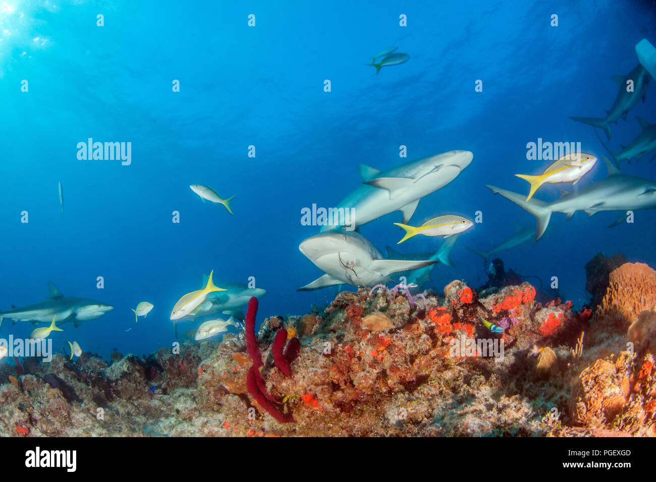 Picture shows a Caribbean reef shark at the Bahamas Stock Photo - Alamy