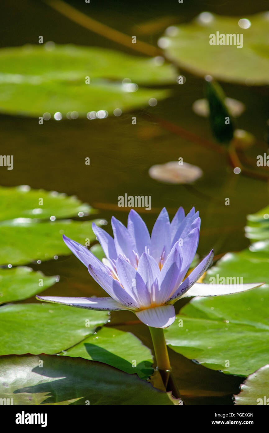Long and broad leaves hi-res stock photography and images - Alamy
