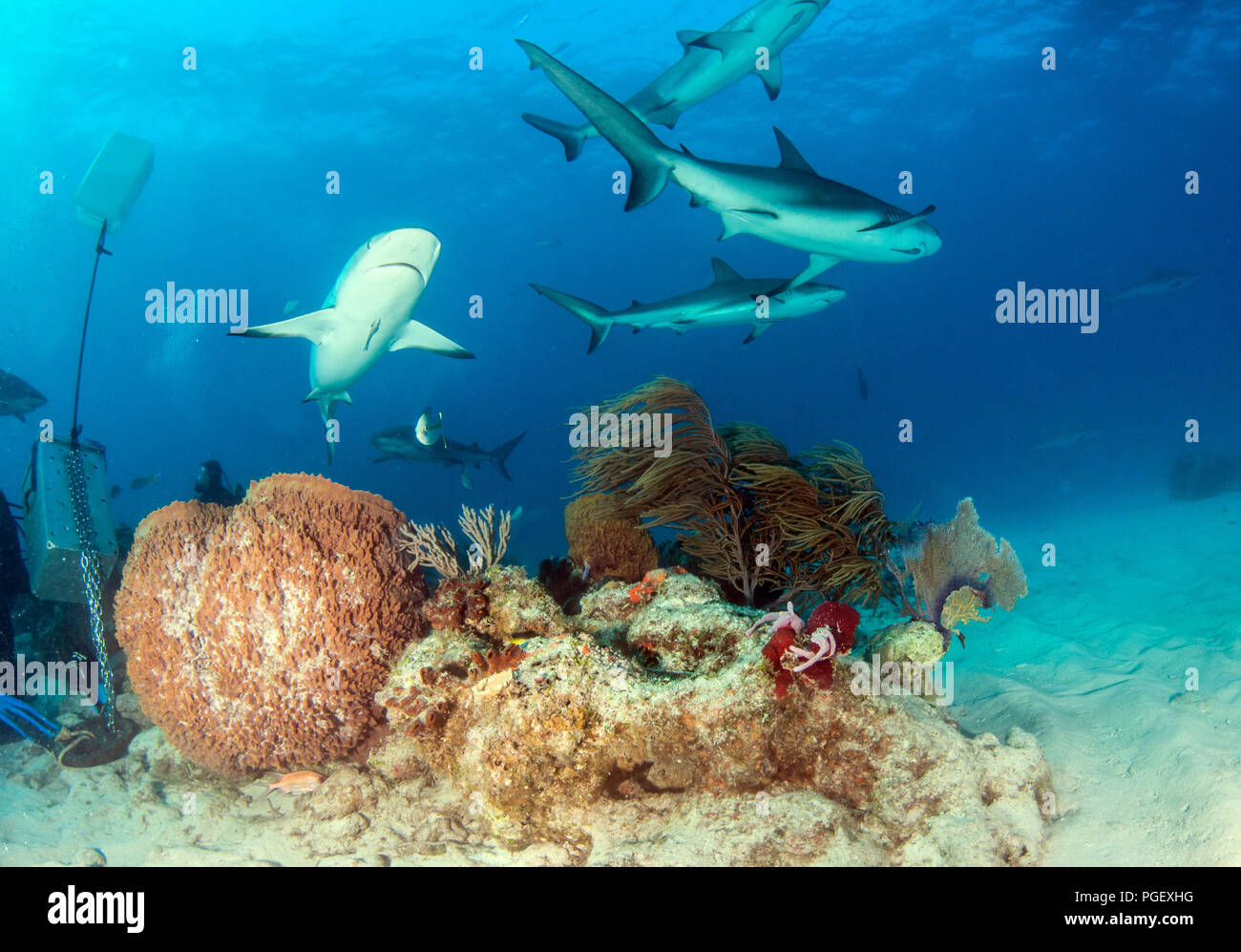Picture shows a Caribbean reef shark at the Bahamas Stock Photo - Alamy