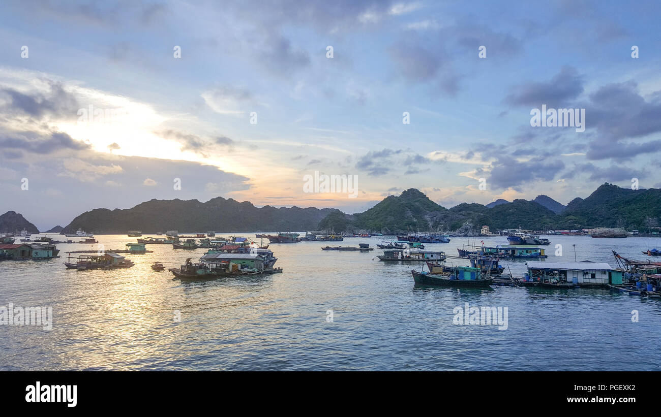 Bay cat hi-res stock photography and images - Alamy