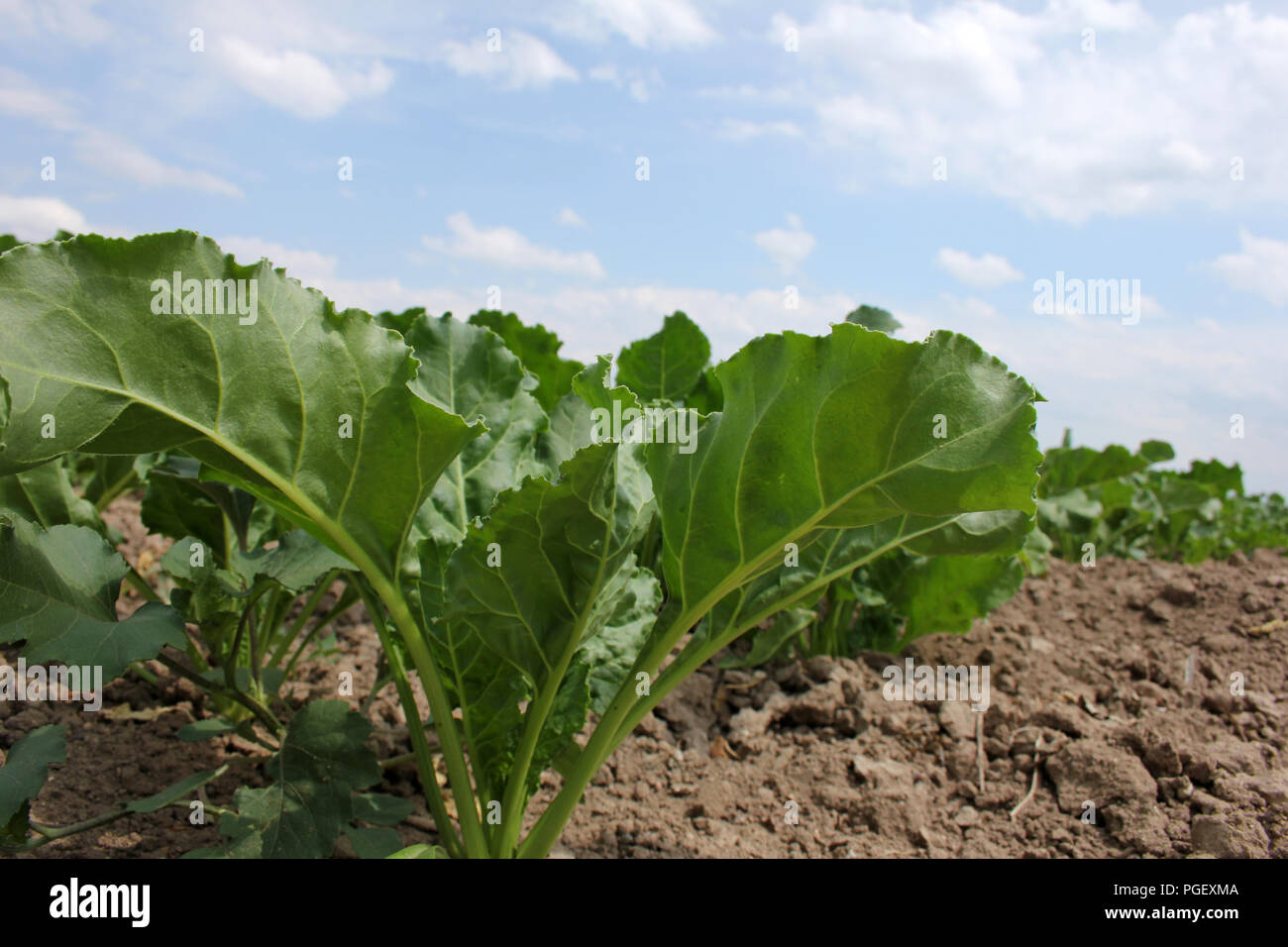 Field plants rows turnip hi-res stock photography and images - Alamy