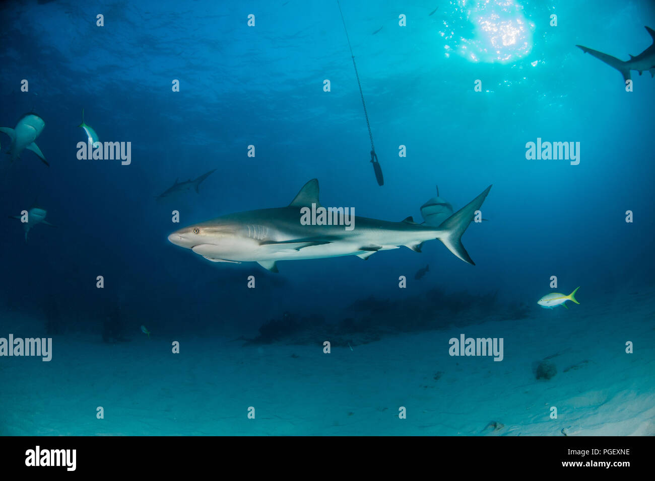 Picture shows a Caribbean reef shark at the Bahamas Stock Photo - Alamy