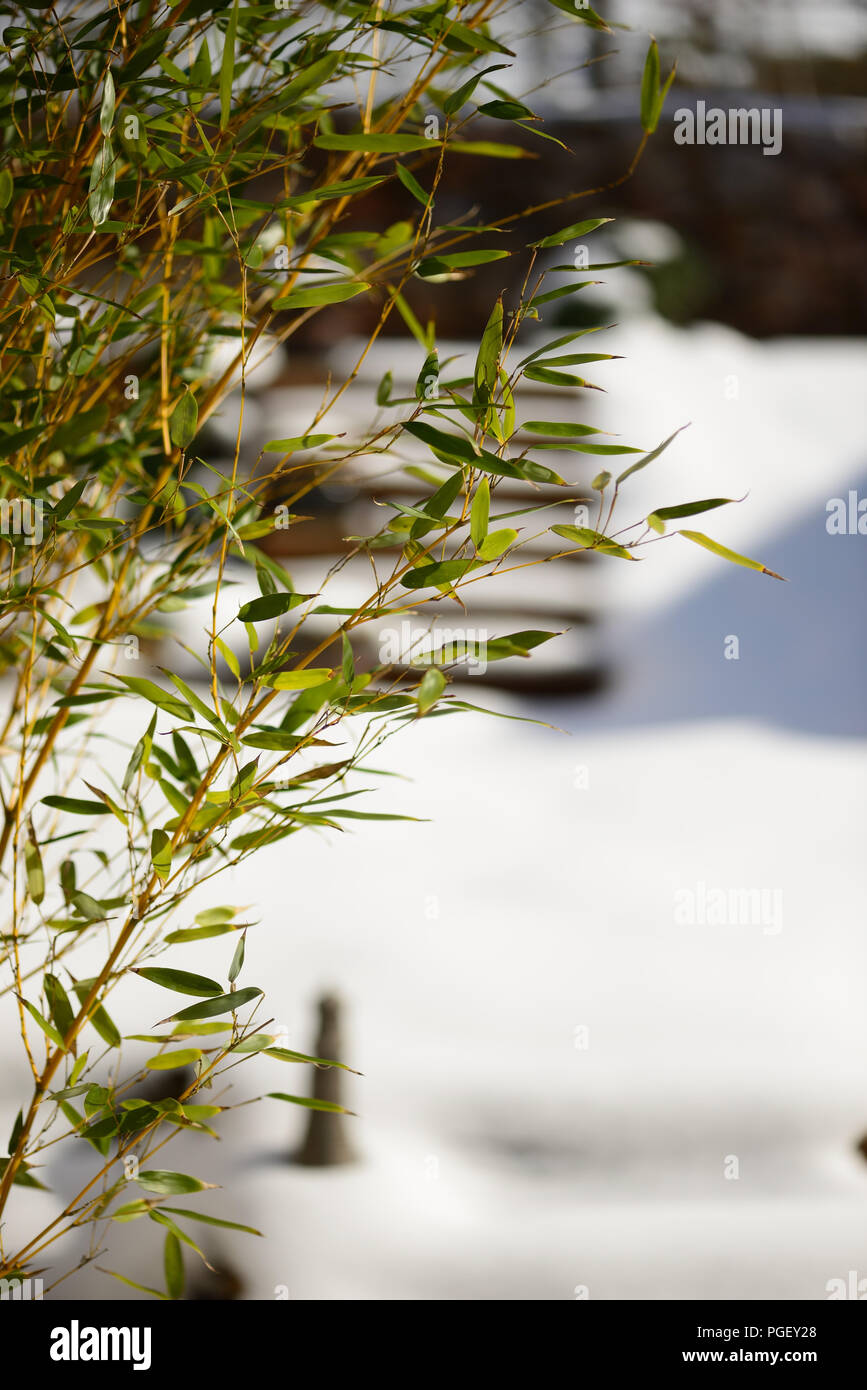 Snow, sunshine and bamboo in a tiered garden Stock Photo - Alamy