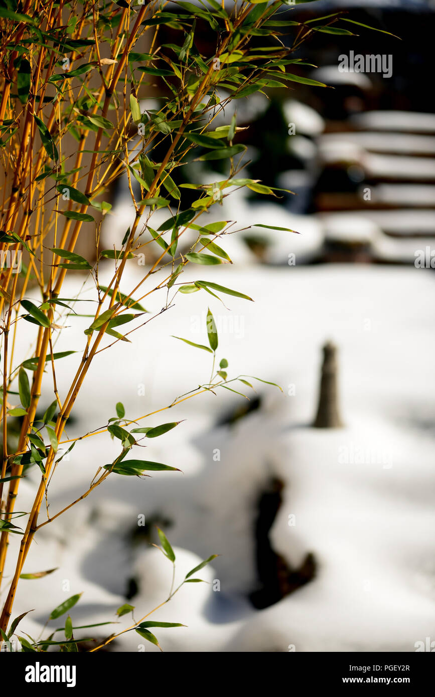 Snow, sunshine and bamboo in a tiered garden Stock Photo - Alamy