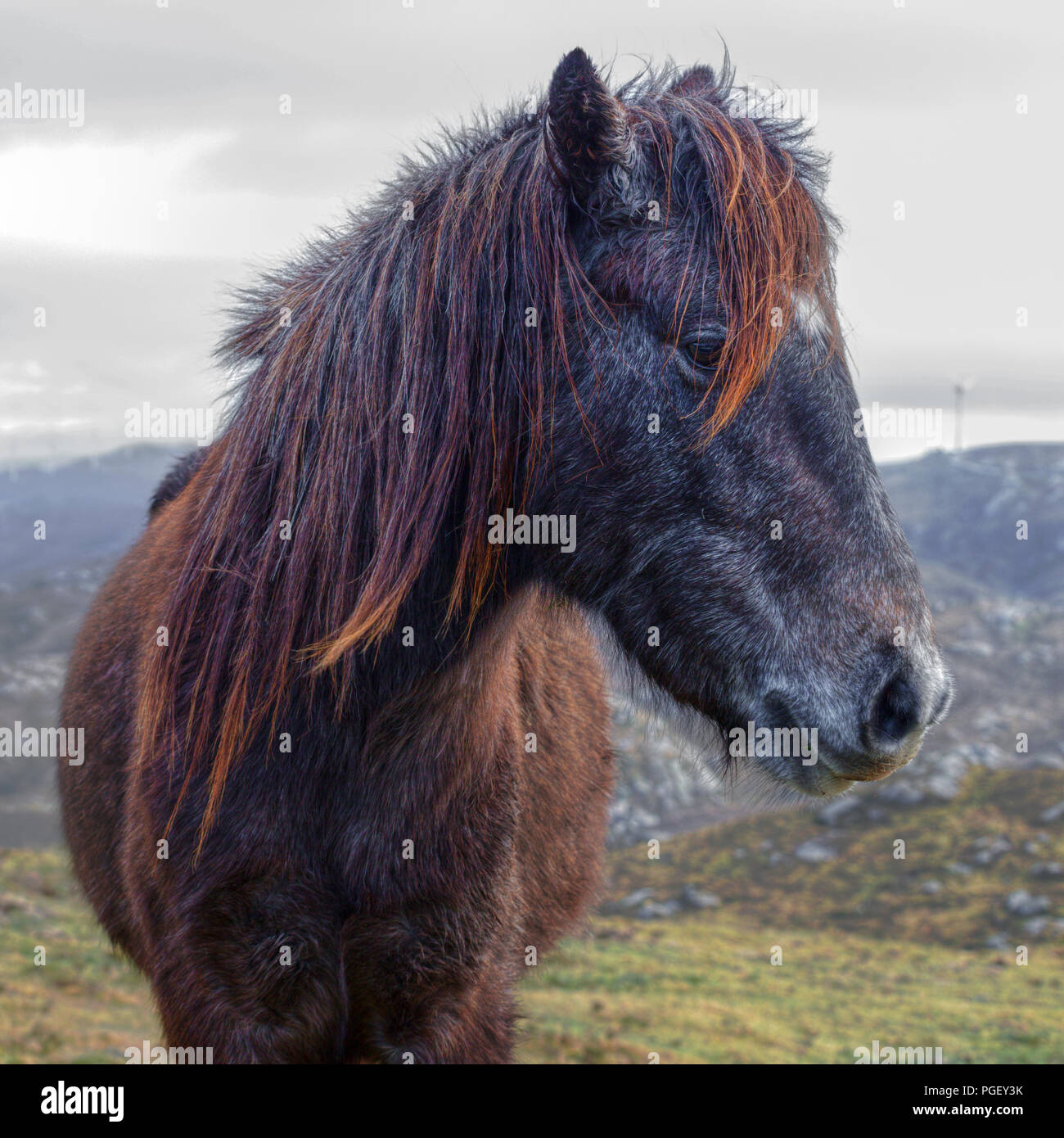 Wild horse of native race, isolated, side face, in the mountains of ...