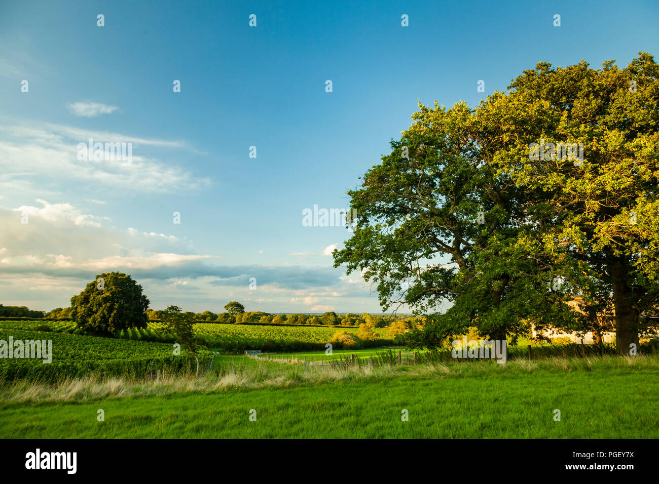 Summer evening in the East Sussex countryside, England Stock Photo - Alamy