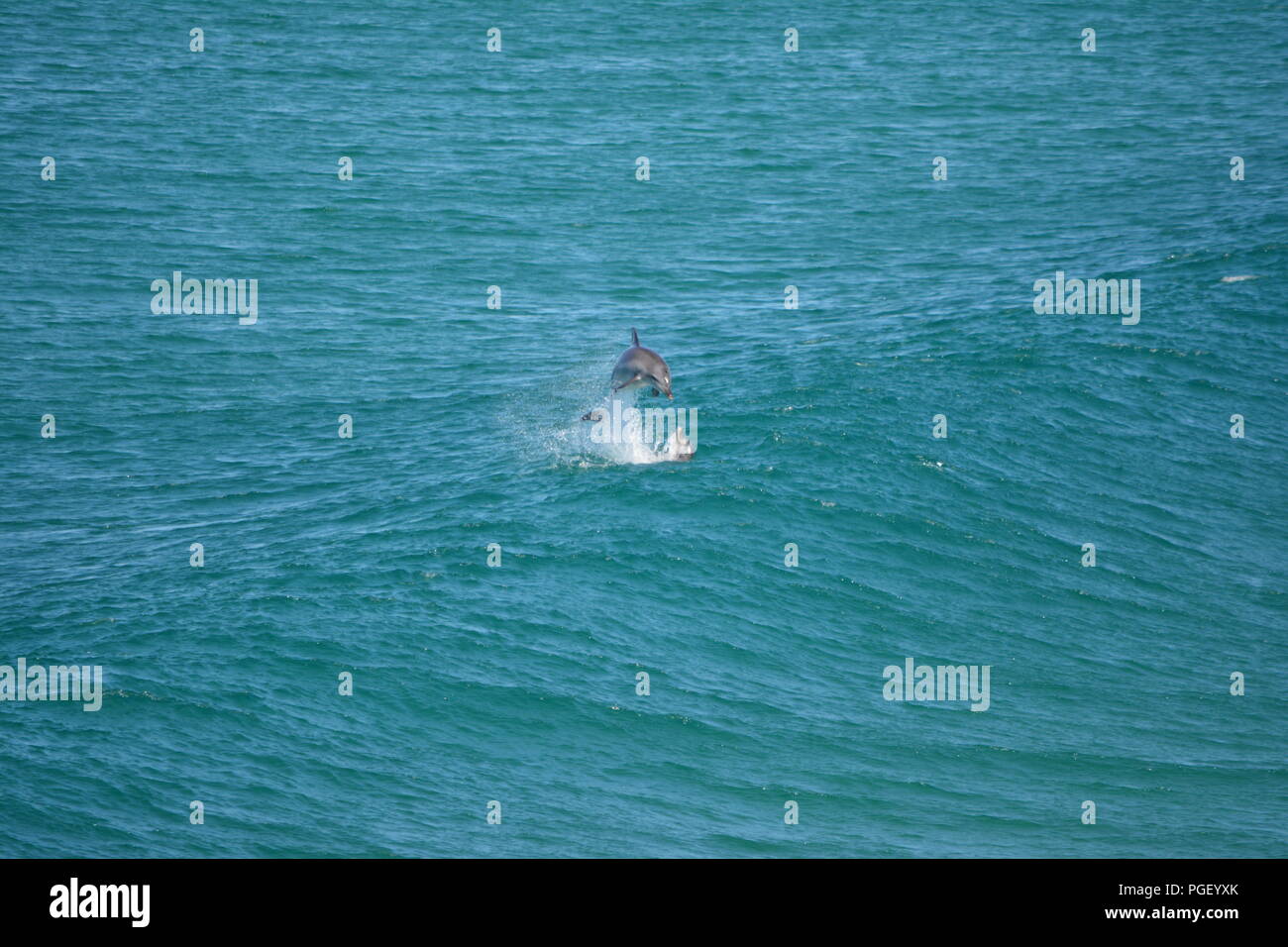 Surfing dolphins hi-res stock photography and images - Alamy