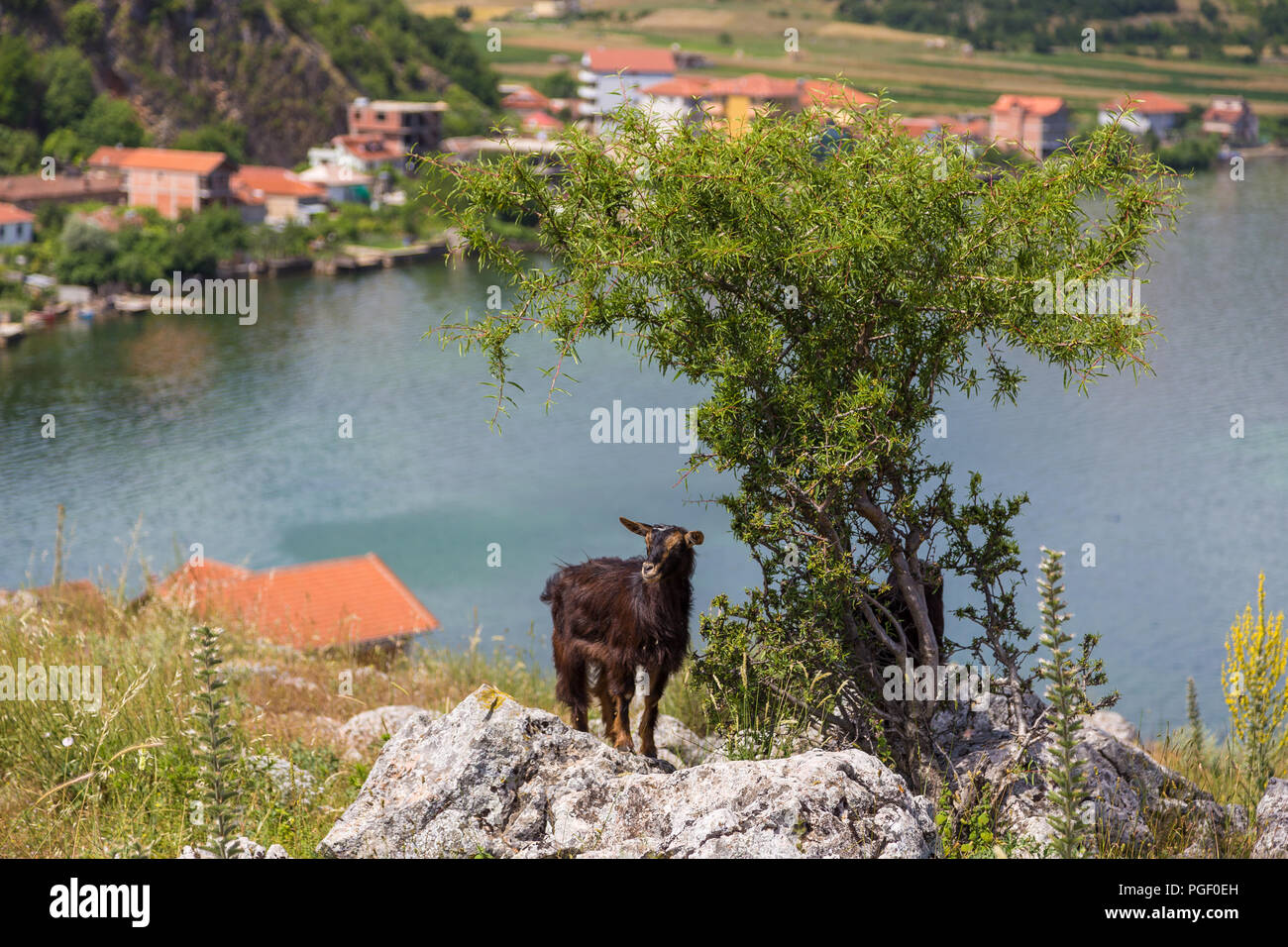 Albanian goats under a tree during a meal. Ohrid Lake in Lin in the ...