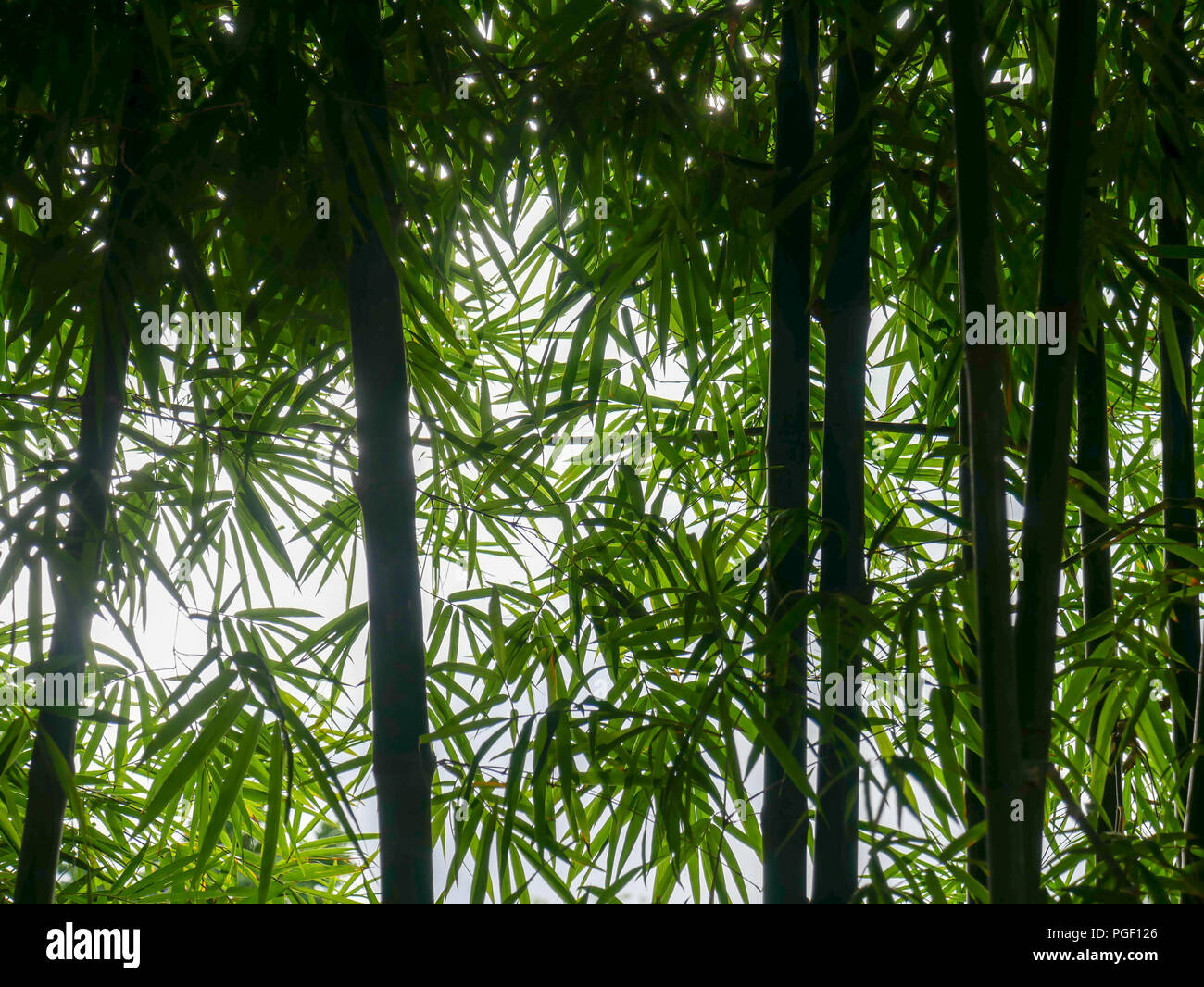 background texture green bamboo tree Stock Photo - Alamy