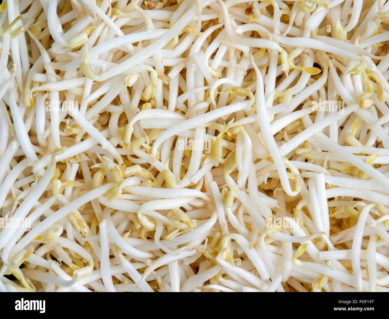 food background texture mung bean sprout Stock Photo - Alamy