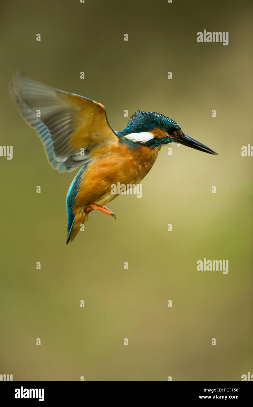 Kingfisher (Alcedo atthis) in flight Stock Photo - Alamy