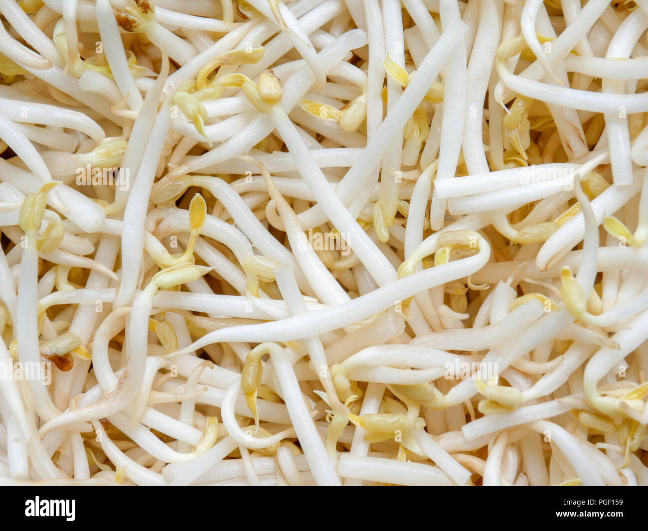 food background texture mung bean sprout Stock Photo - Alamy