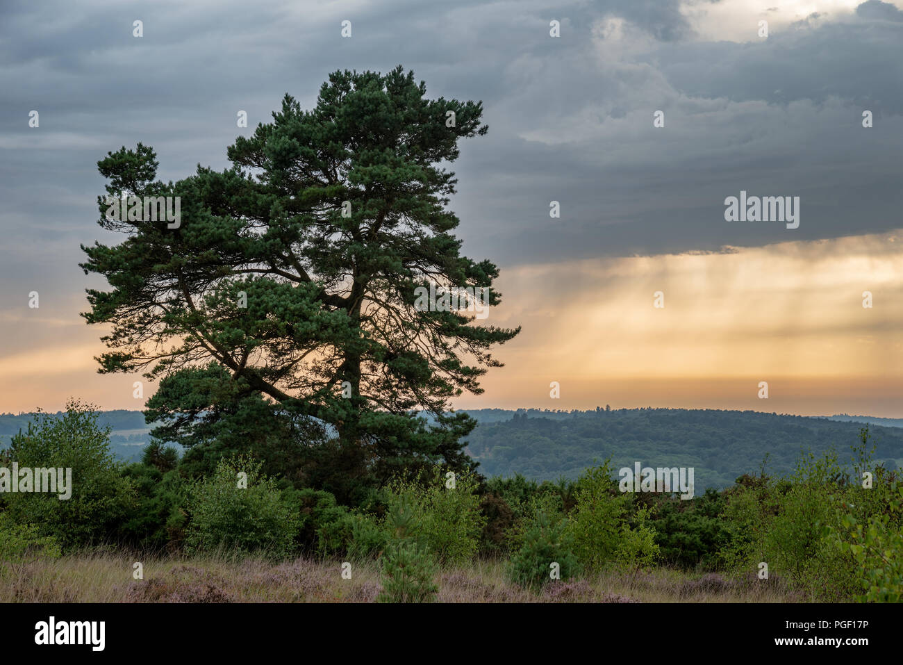 Beautiful Summer sunset landscape image of solo tree in forest with ...