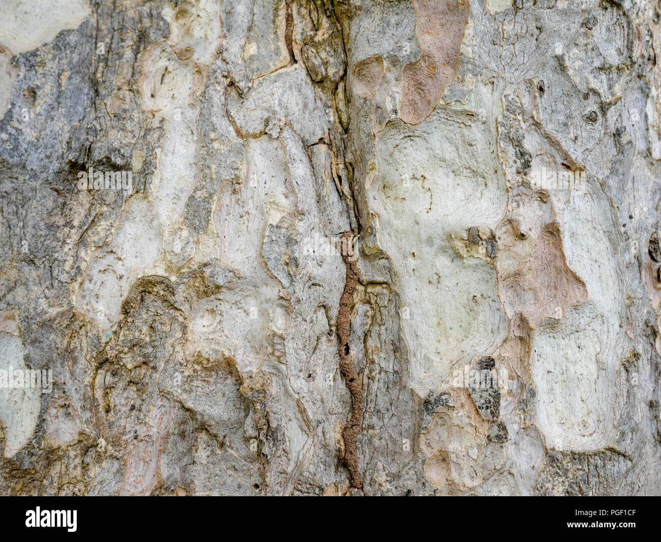 Tree bark wood texture abstract background Stock Photo - Alamy