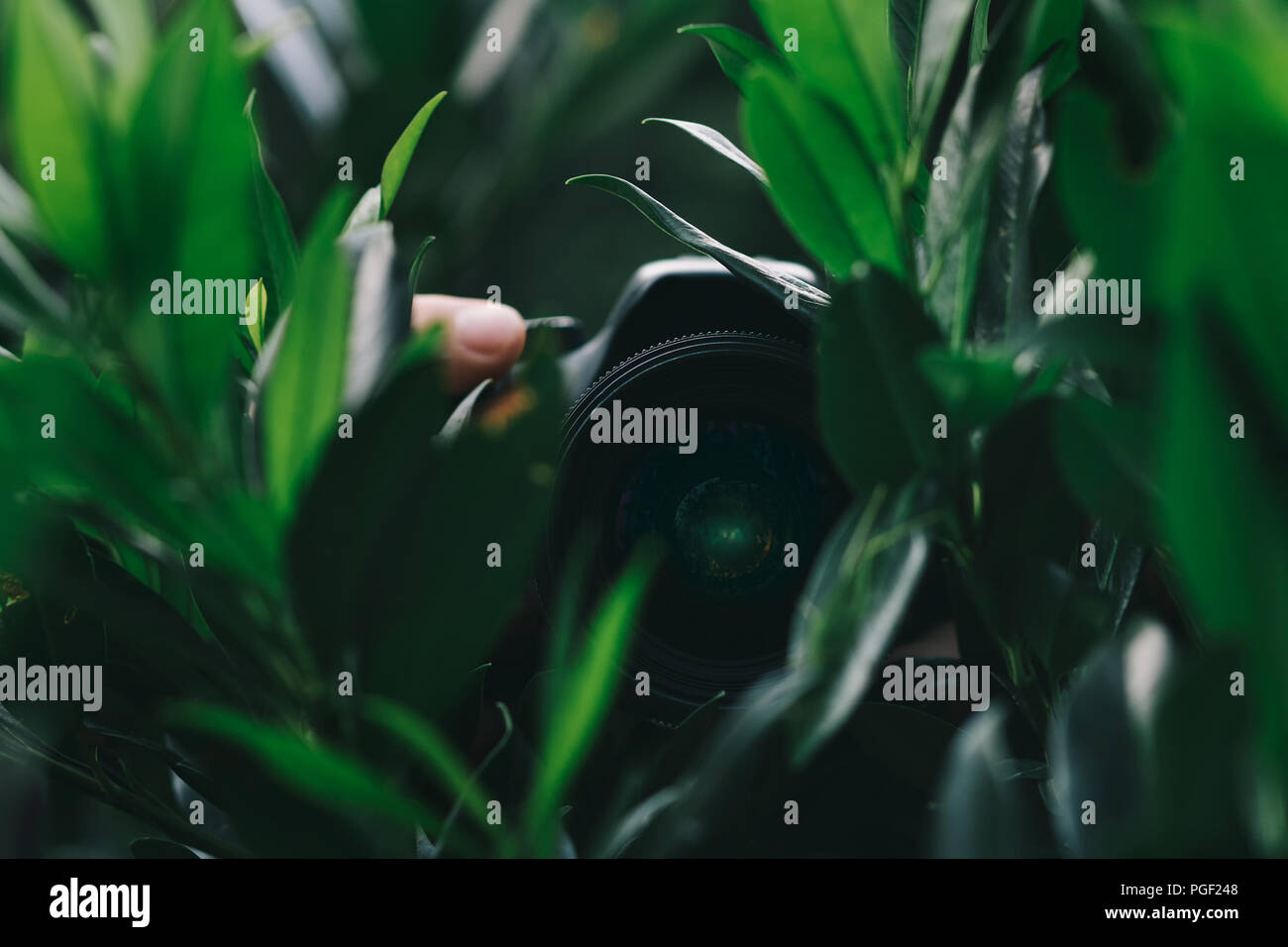 Person hidden in garden leaves holding camera and taking paparazzi ...