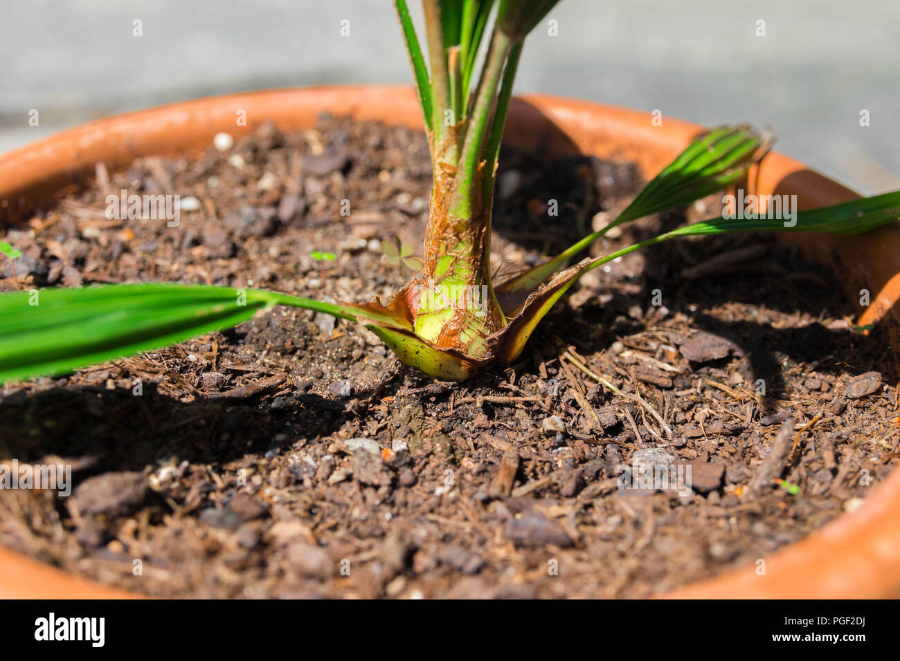 Baby sprout palm tree hi-res stock photography and images - Alamy