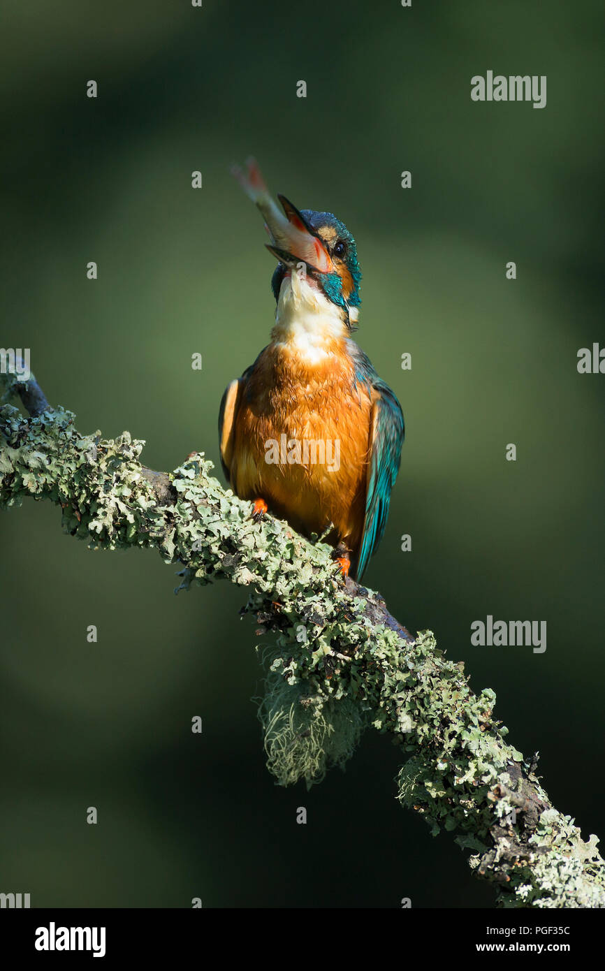 Kingfisher (Alcedo atthis) swallowing fish Stock Photo - Alamy