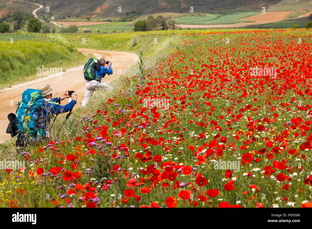 Pilgrims taking photographs of poppy fields while walking the Spanish ...